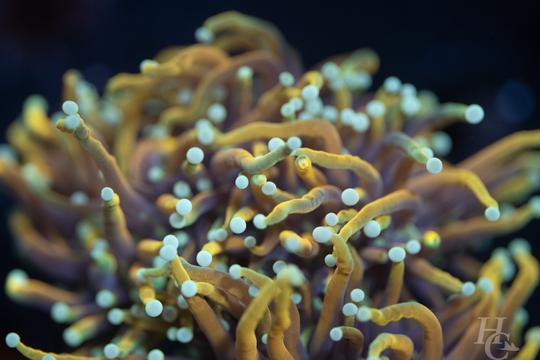 Product 1 – Reef Ranch